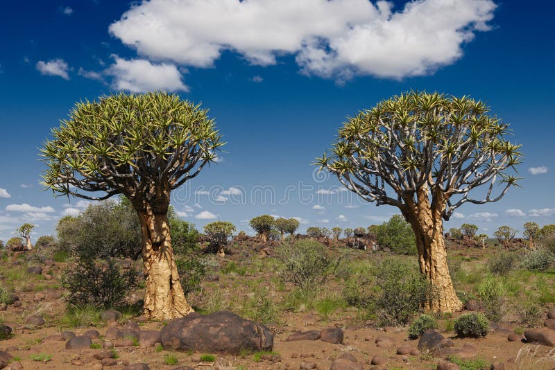 Alba Alla Foresta Dell'albero Della Faretra, Namibia Fotografia Stock ...