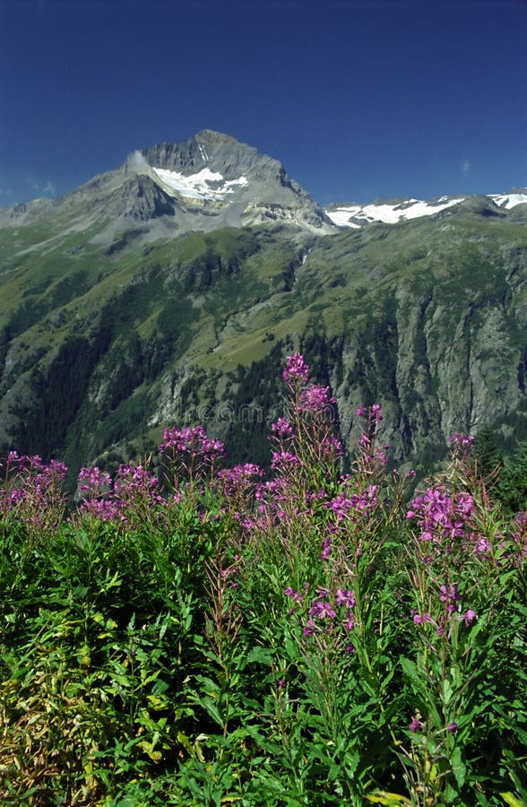 French alps stock image. Image of alpine, flowers, wild - 2453615