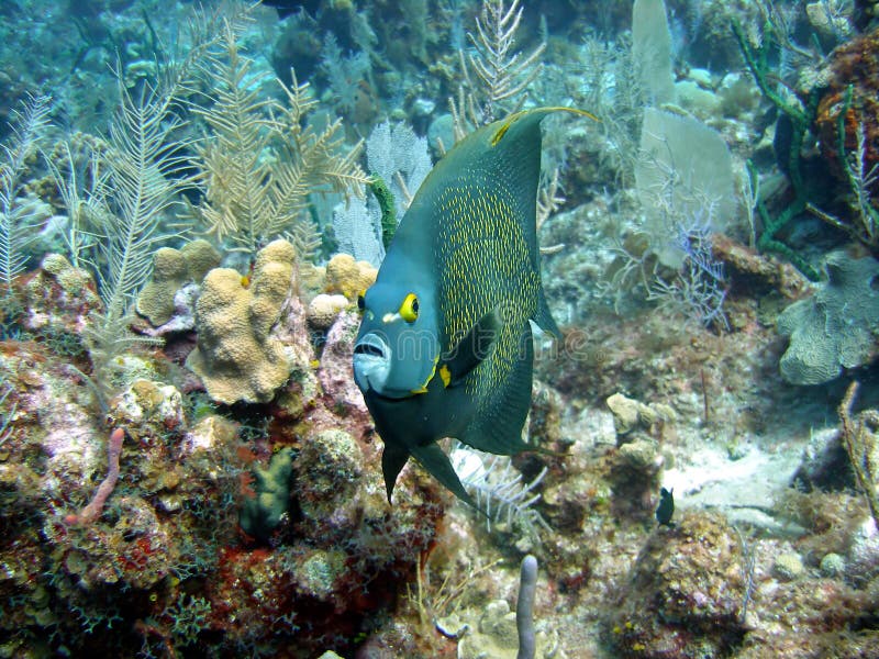 French Angel Fish stock image. Image of diver, reef, dive - 10895659