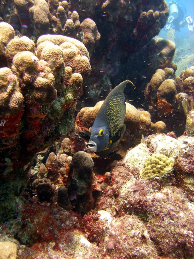 French Angel Fish stock image. Image of diver, reef, dive - 10895659