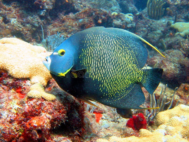 77+ French angel Free Stock Photos - StockFreeImages