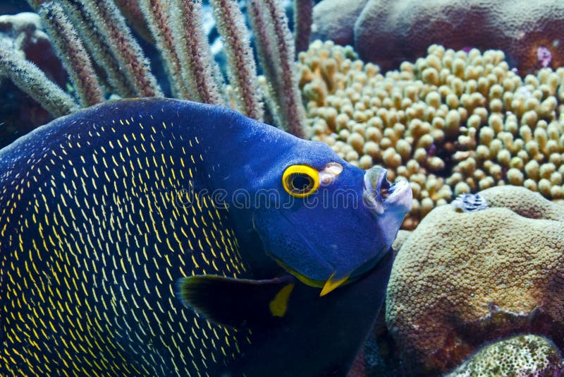French Angel Fish stock image. Image of diver, reef, dive - 10895659