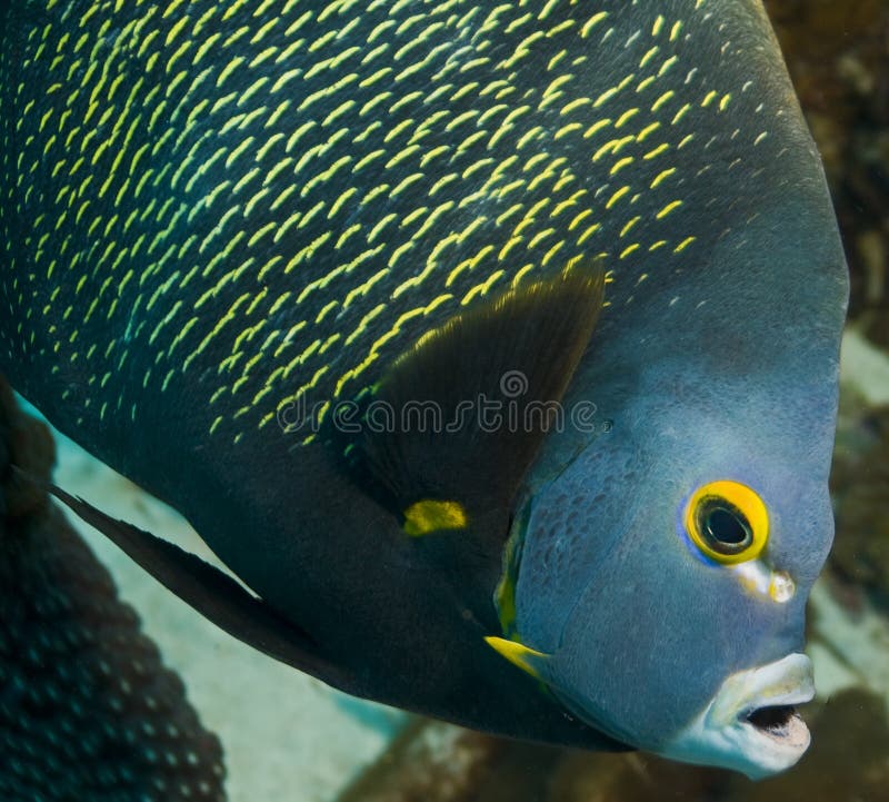 French Angel Fish stock image. Image of underwater, angel - 5689683