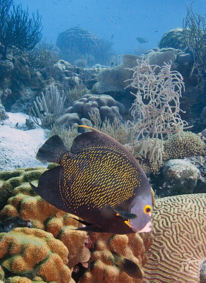 77+ French angel Free Stock Photos - StockFreeImages