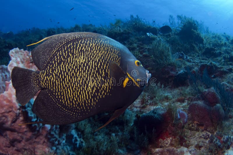 French Angel Fish stock image. Image of outdoors, fish - 32035899