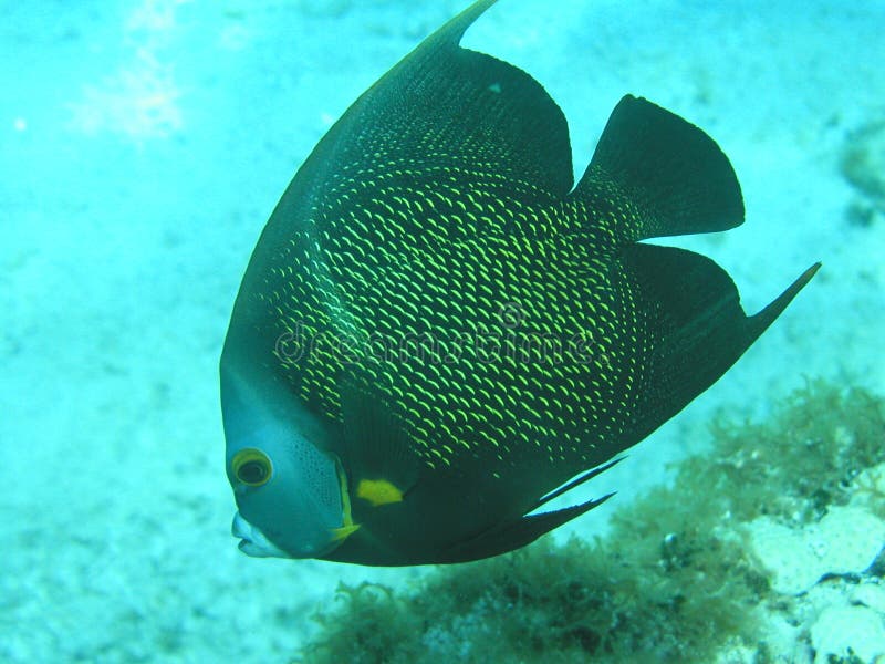 French Angelfish stock image. Image of angel, fish, french - 13426551