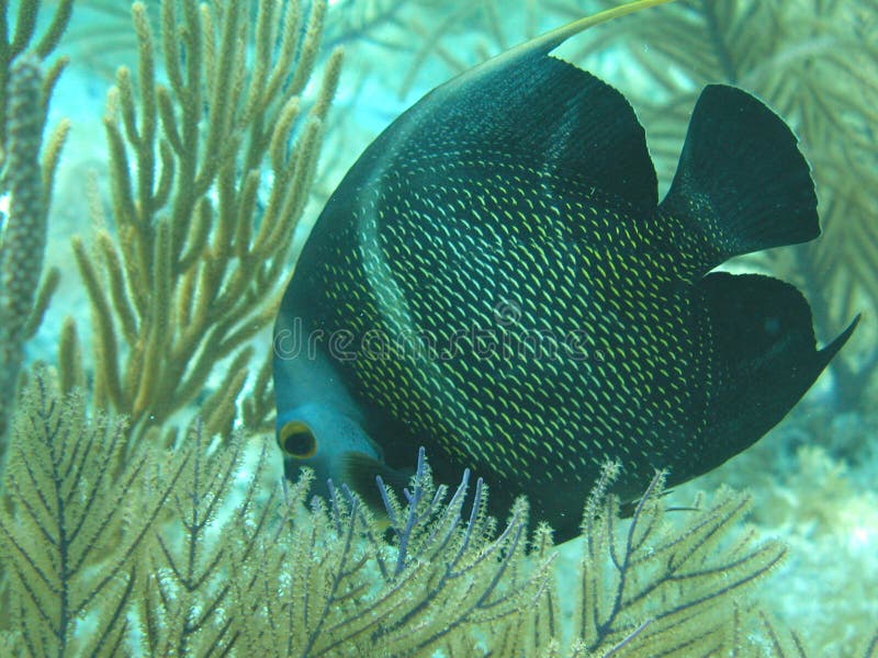 French Angelfish stock image. Image of bahamas, french - 13426555