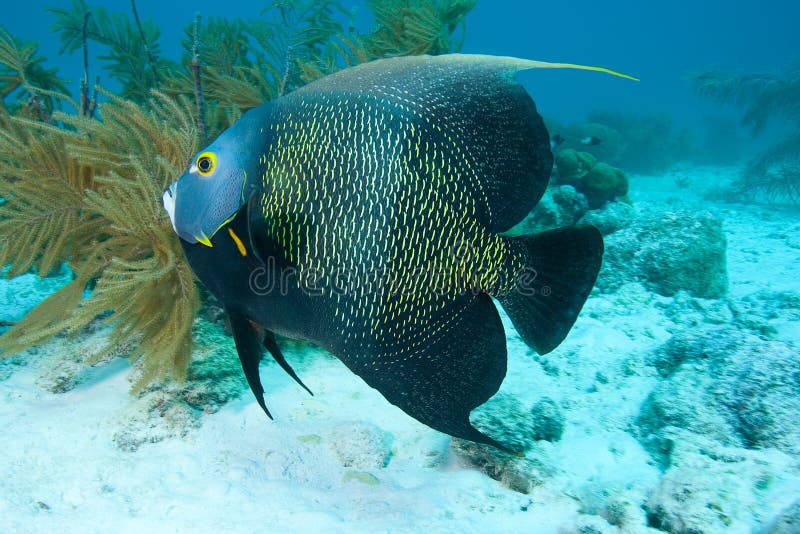 French Angel Fish stock image. Image of diver, reef, dive - 10895659