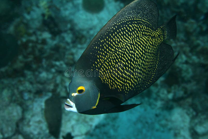Angelfish stock image. Image of reef, tropical, ocean - 2371627