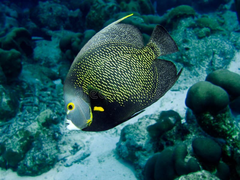 French Angelfish stock photo. Image of underwater, angelfish - 4256176