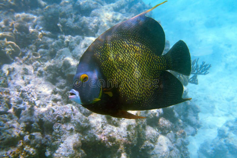 French Angel Fish stock image. Image of diver, reef, dive - 10895659