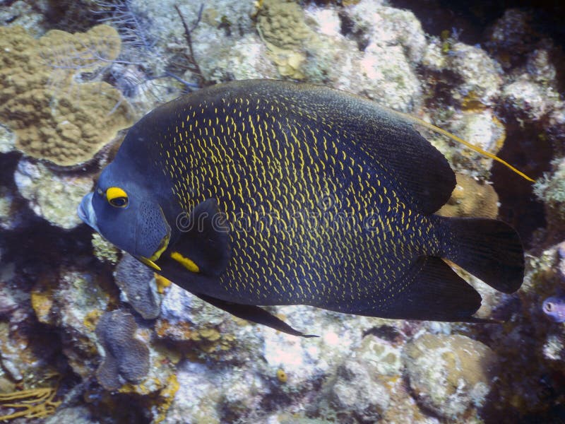 French AngelFish stock photo. Image of fish, animal - 384736472