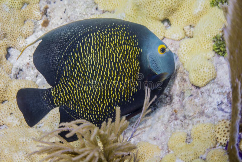 French Angelfish stock image. Image of underwater, keys - 94982875