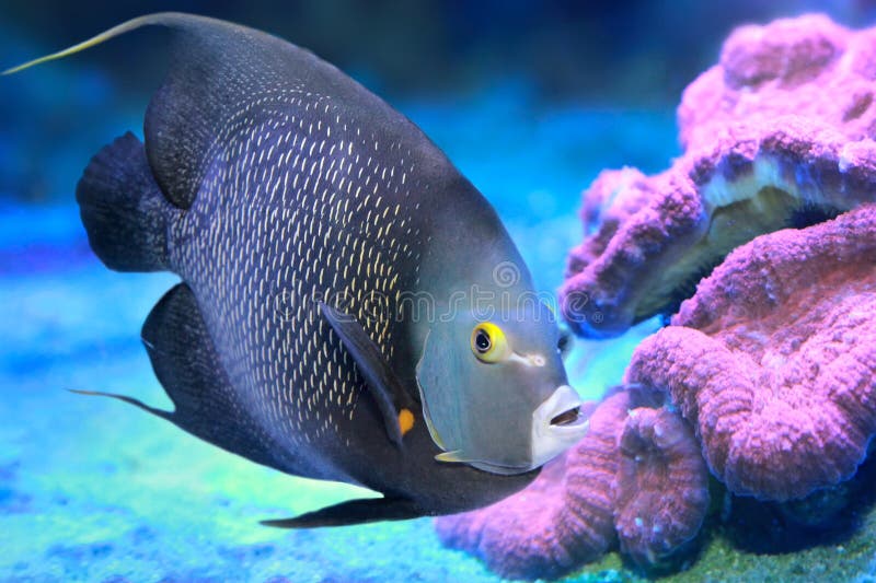 French Angelfish Pomacanthus Paru Stock Photo - Image of french, water ...