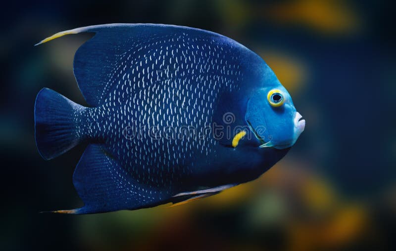 French Angelfish - Marine Fish Stock Image - Image of angelfish ...