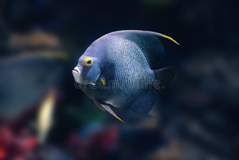 French Angelfish - Marine Fish Stock Image - Image of ocean, reef ...