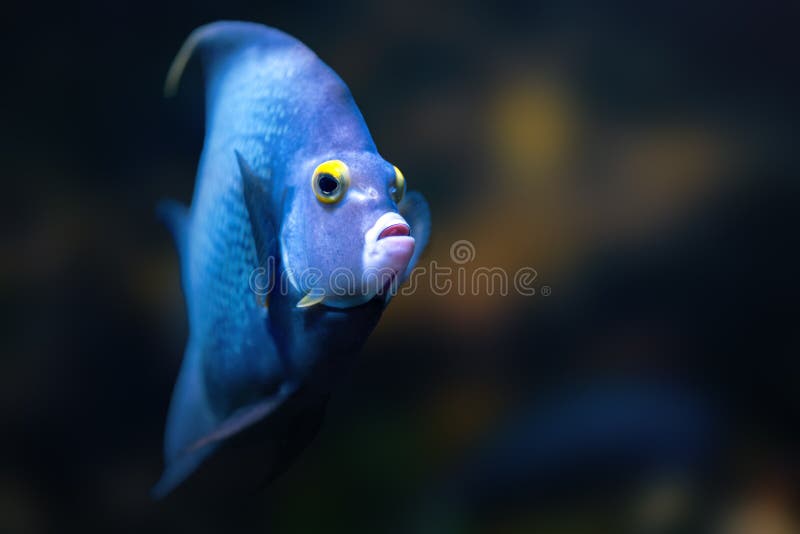 French Angelfish - Marine Fish Stock Photo - Image of aquarium, animal ...