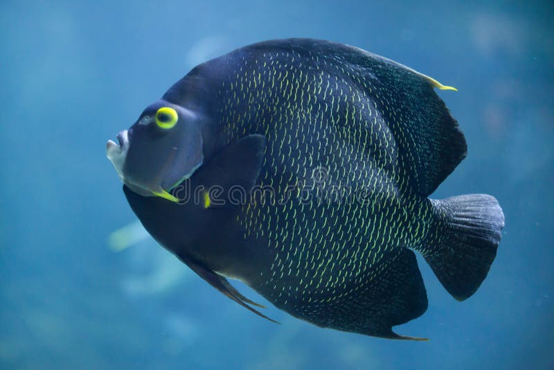 French Angelfish (Pomacanthus Paru). Stock Photo - Image of gulf ...