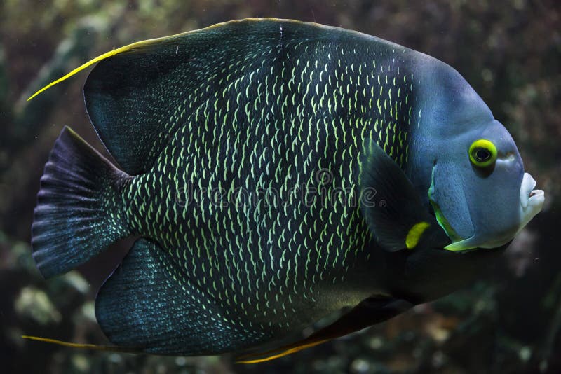French Angelfish Pomacanthus Paru Stock Photo - Image of animals ...
