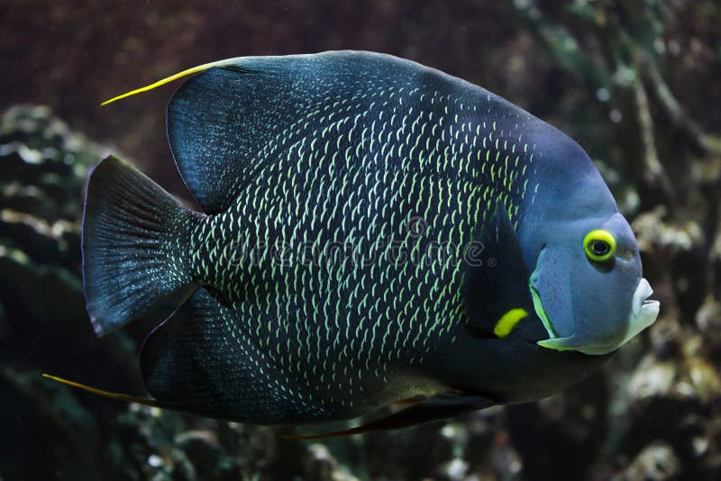 French Angelfish Pomacanthus Paru Stock Photo - Image of exotic, ocean ...