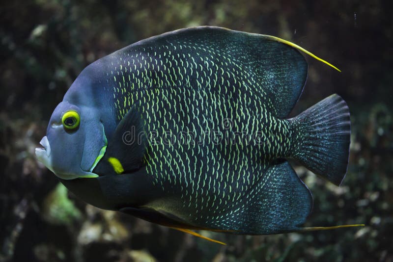 Angelfish stock photo. Image of colored, underwater, profile - 12391576