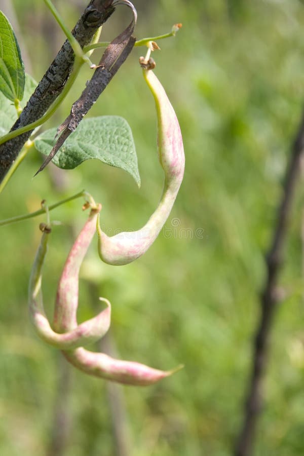 French beans stock image. Image of gardening, plant, beans - 15481387