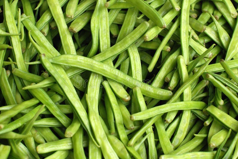 French beans stock image. Image of broad, garden, vegetarian - 2579427