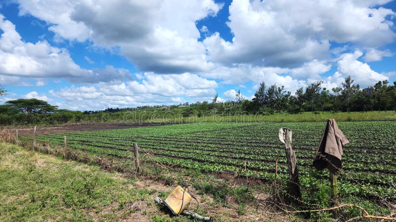 French Beans farm in Kenya stock image. Image of landscape - 376876049