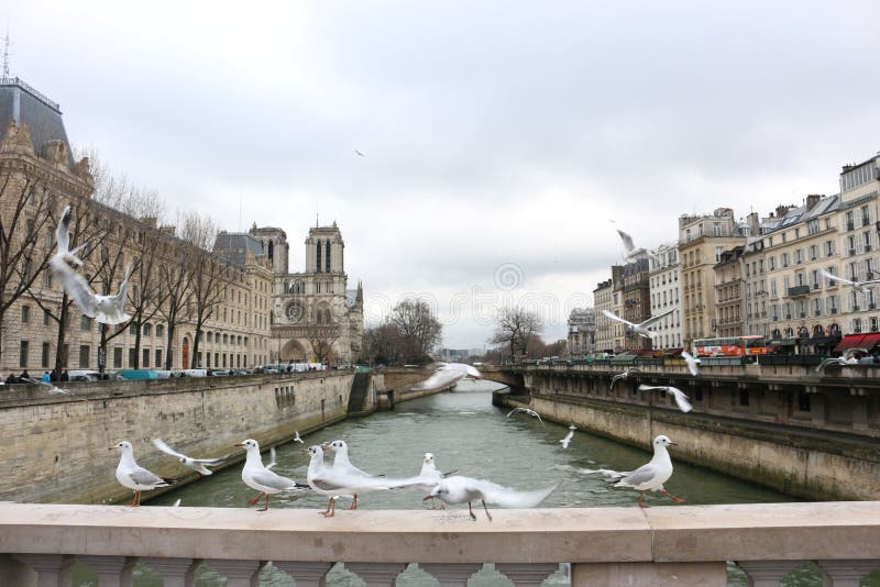 French Birds stock photo. Image of flying, love, birds - 51135190