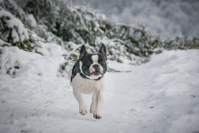 French Buldog is Running on the Field in the Snow. Stock Photo - Image ...