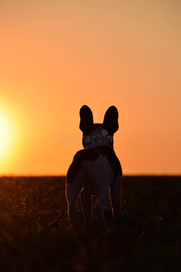 French Buldog is Standing in the Sunset. Stock Image - Image of ...