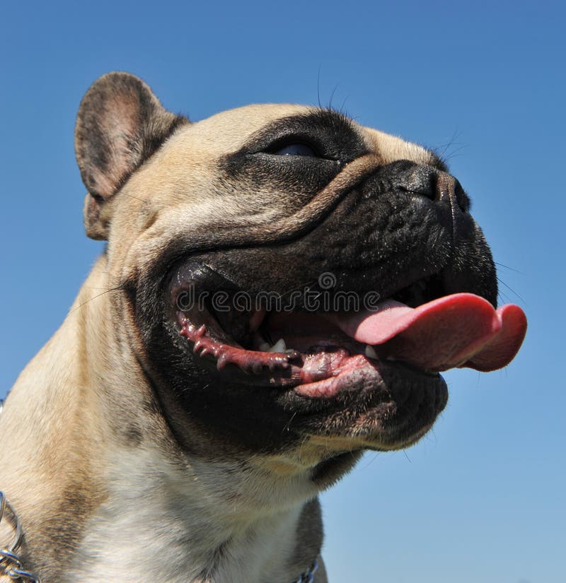 French bulldog stock image. Image of bulldog, brown, pedigree - 14436577