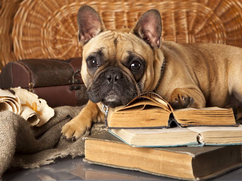 French bulldog and book stock photo. Image of curious - 25144950