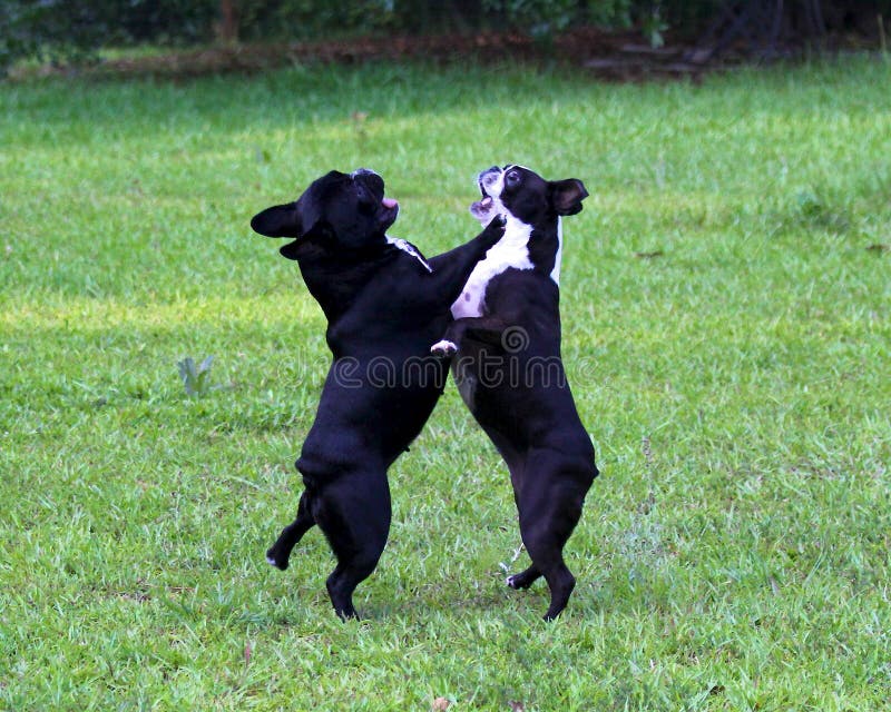 French Bulldog & Boston Terrier Stock Photo - Image of summer, grass ...