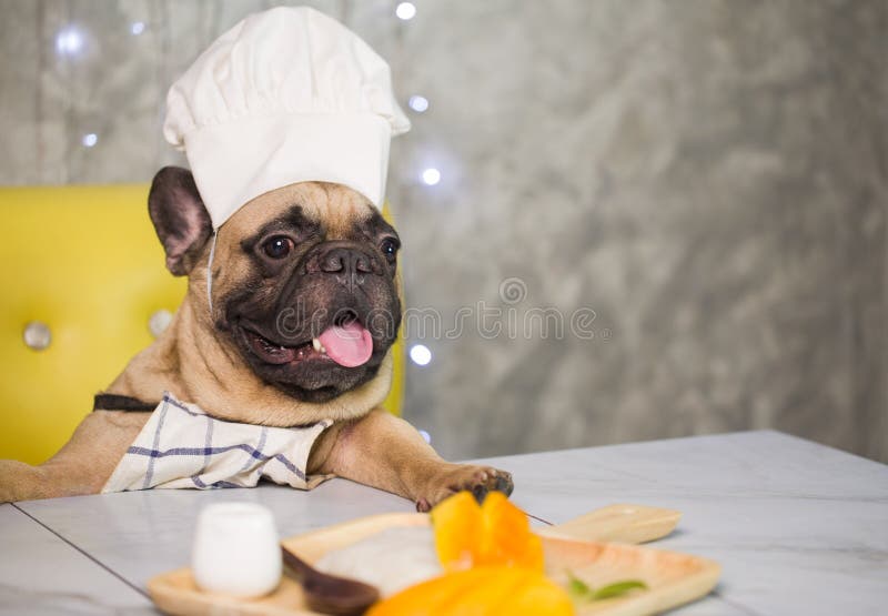 French Bulldog in Chef`s Hat Cooking at Kitchen Stock Image - Image of ...