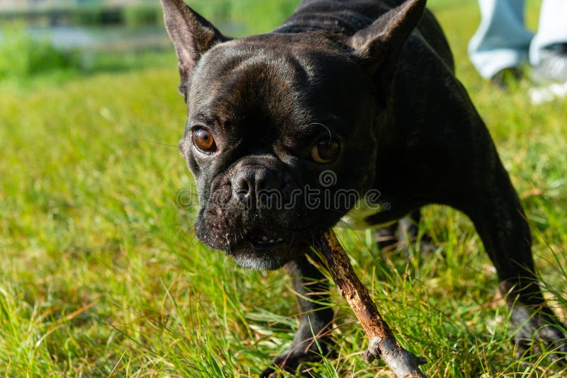 French Bulldog Chewing on a Wooden Stick Stock Image - Image of ...