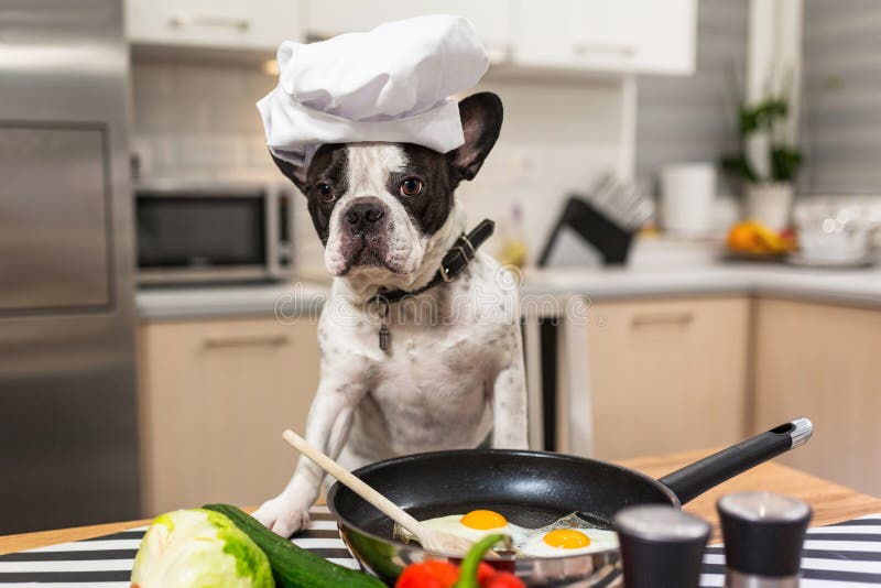 French Bulldog Cook Frying Eggs in the Kitchen Stock Image - Image of ...