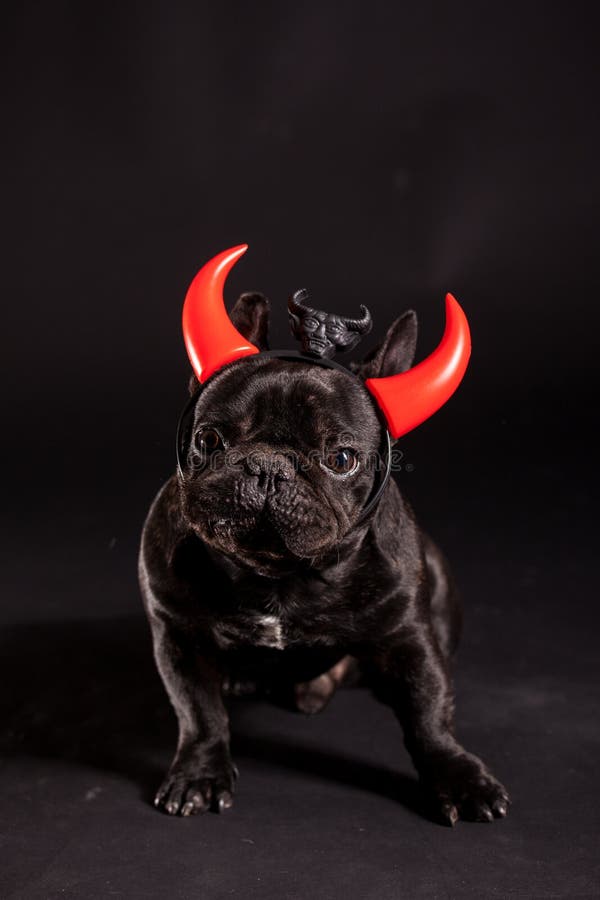 French Bulldog with Devil Horn Stock Image - Image of wearing, animal ...