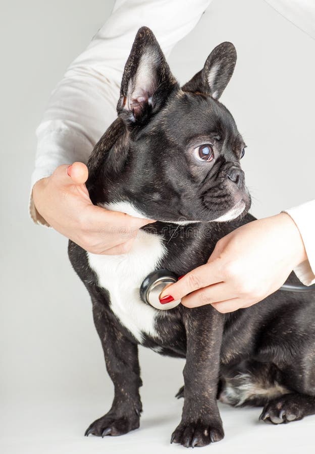 French Bulldog at the Doctor Stock Image - Image of stethoscope ...
