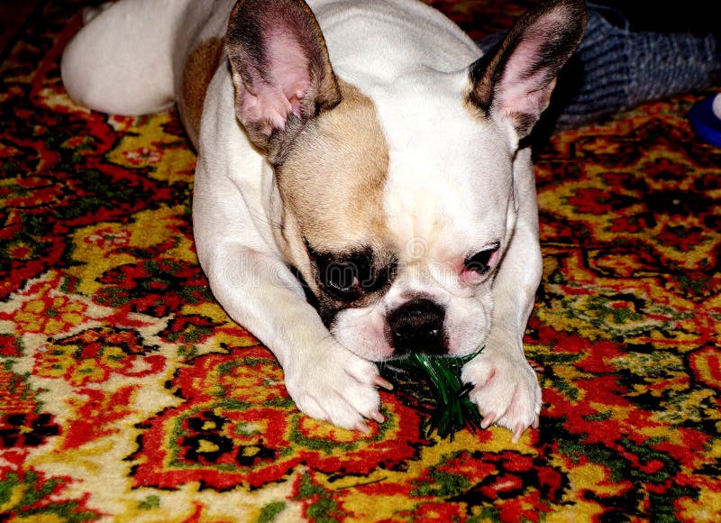 French bulldog. stock image. Image of french, home, branch - 84047757