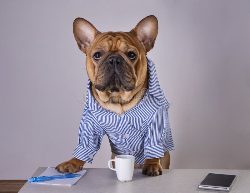 French Bulldog Drinks Morning Coffee in the Office Stock Photo - Image ...