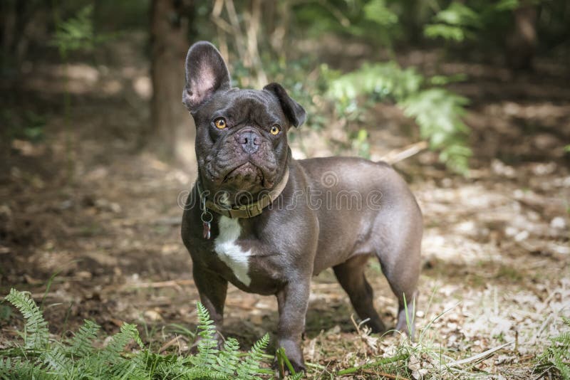 French Bulldog Looking at the Camera One Ear Up One Ear Down Stock ...