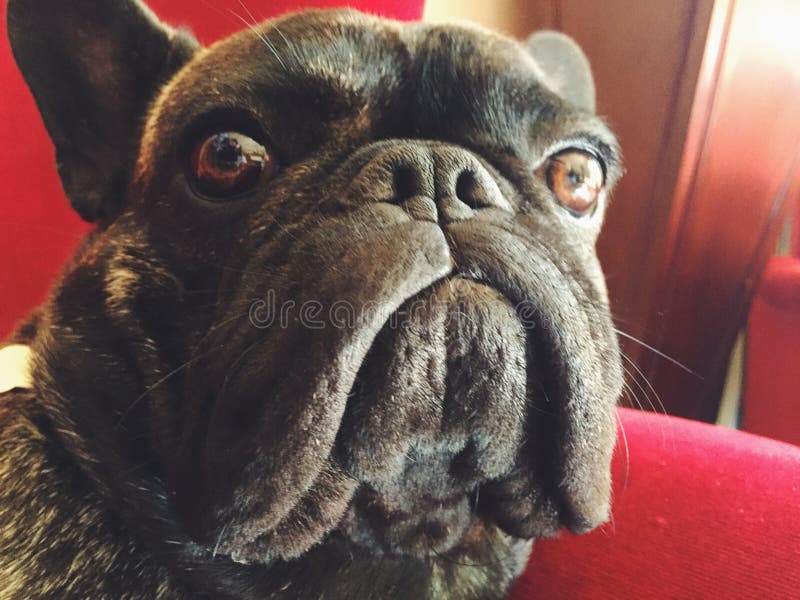 French Bulldog Looking Scared Stock Photo - Image of looking, pupp ...