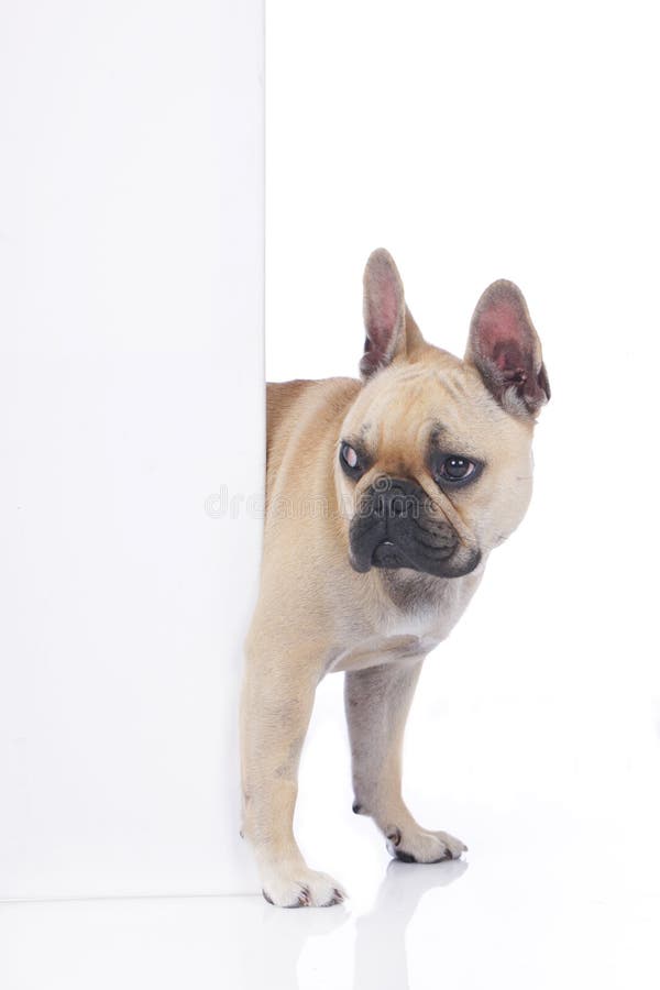 Dog Around Corner Photos - Free & Royalty-Free Stock Photos from Dreamstime