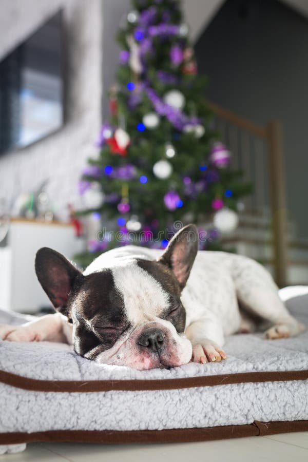 French Bulldog Lying Under the Christmas Tree Stock Photo - Image of ...