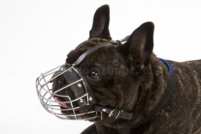 French bulldog with muzzle stock image. Image of background - 18703597