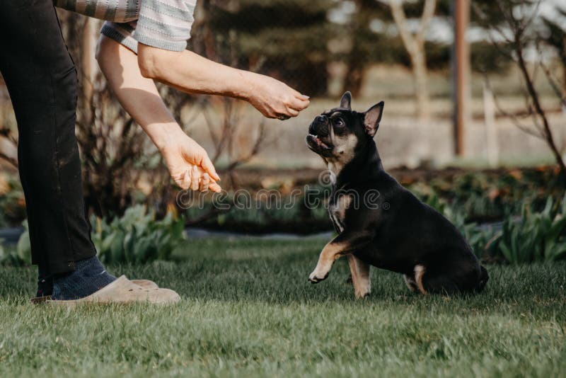 French Bulldog with Owner on Lawn in Summer Stock Photo - Image of ...