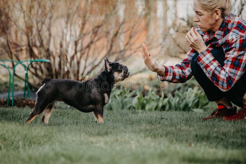 French Bulldog with Owner on Lawn in Summer Stock Photo - Image of ...
