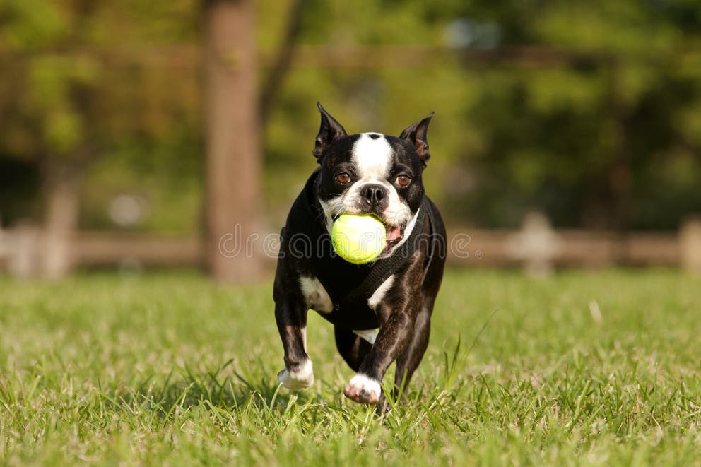 French Bulldog Playing Fetch Stock Image - Image of playing, puppy ...