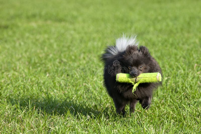French Bulldog Playing Fetch Stock Image - Image of black, parkadult ...